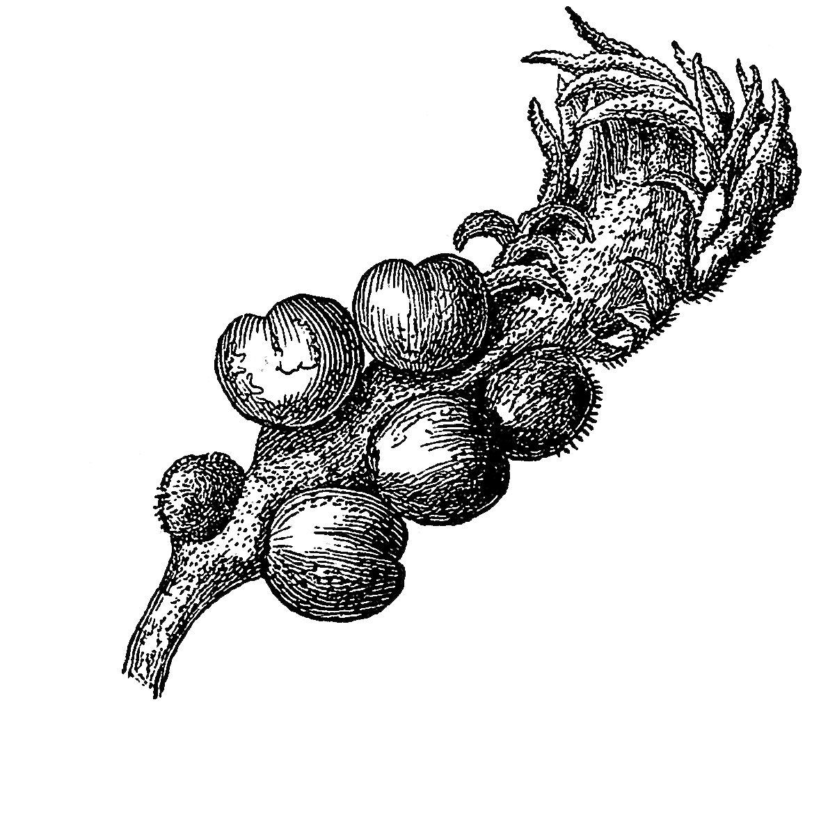 Sagou du Japon - Les jardins de la Collectivité de Corse