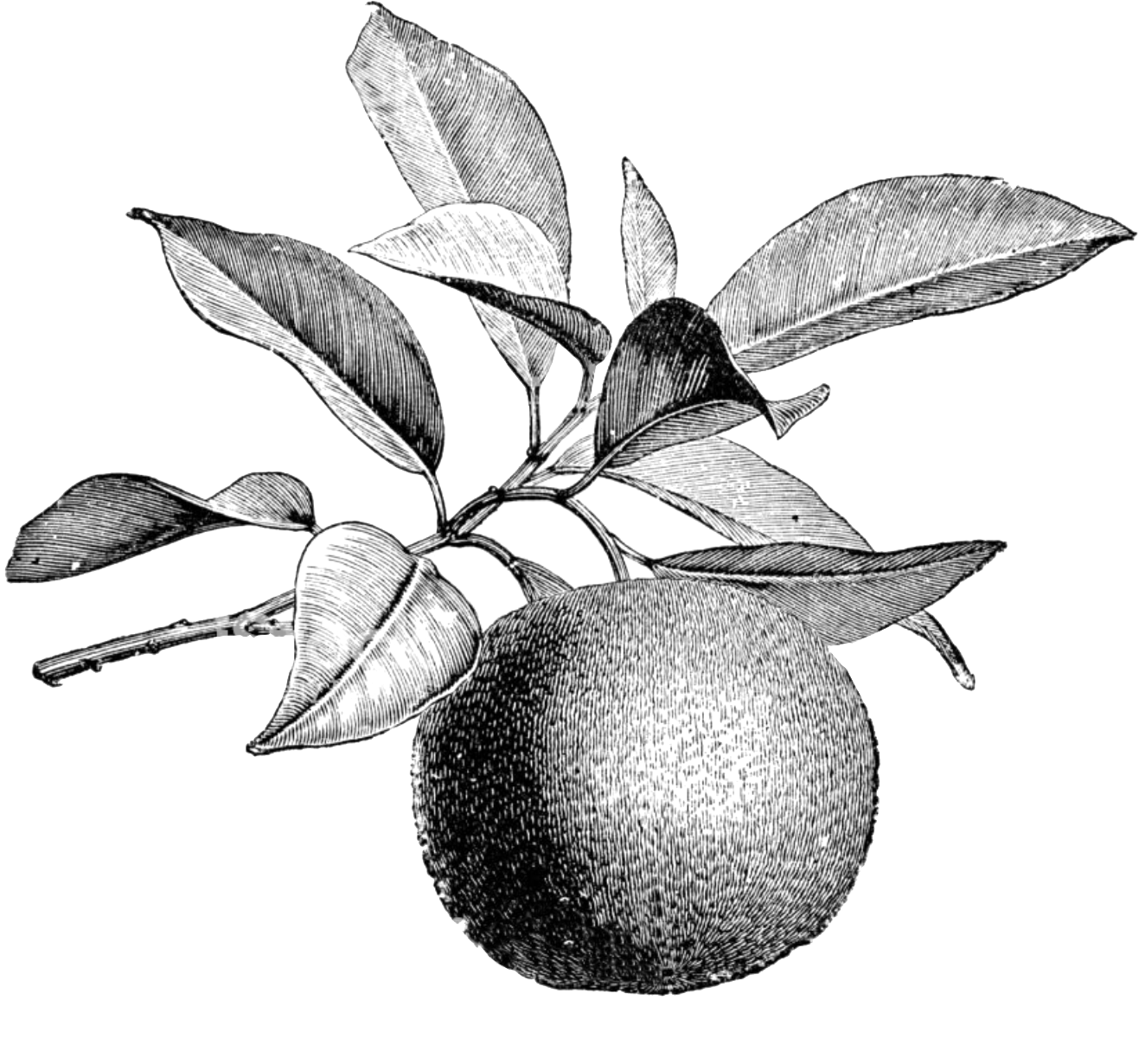 Citron-orange - Les jardins de la Collectivité de Corse