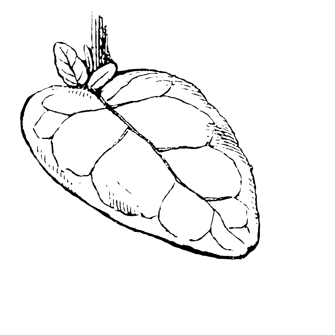 Figuier rampant - Les jardins de la Collectivité de Corse